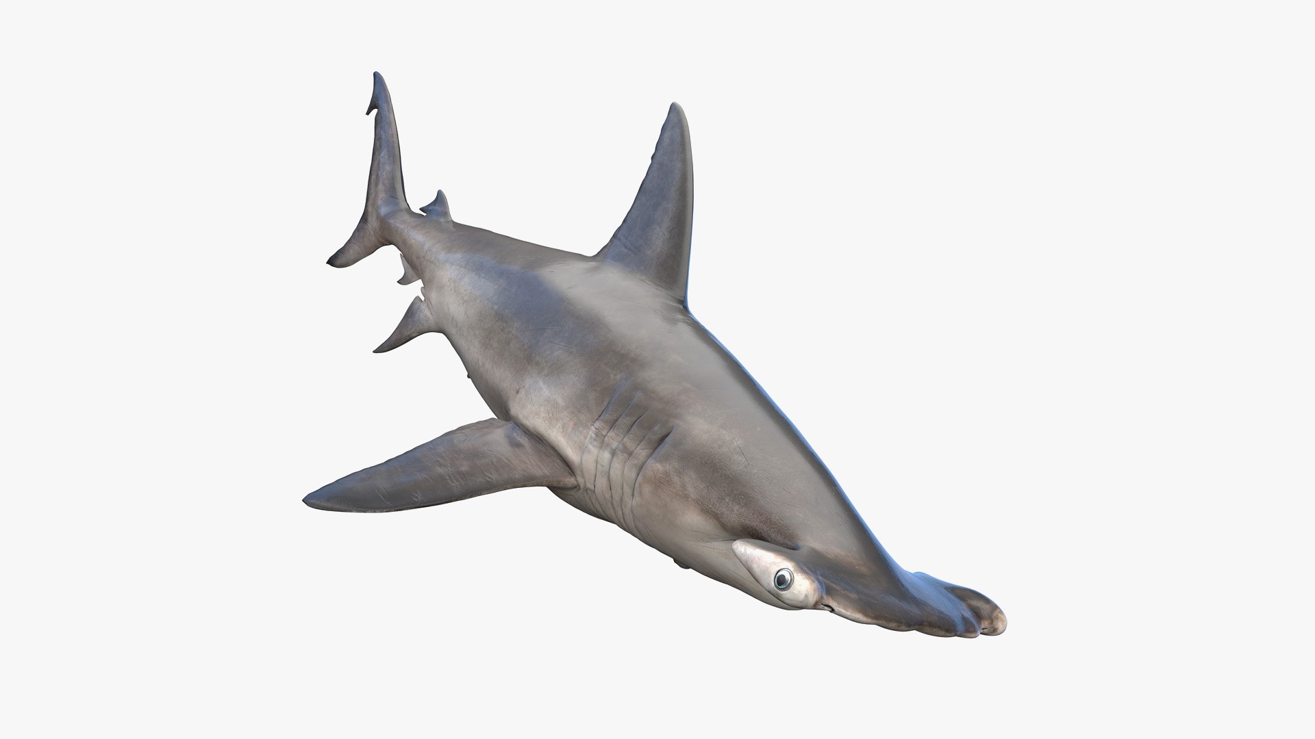 Hammerhead Shark 3D - TurboSquid 1955779