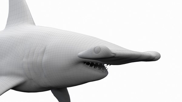 Hammerhead Shark 3D - TurboSquid 1955779