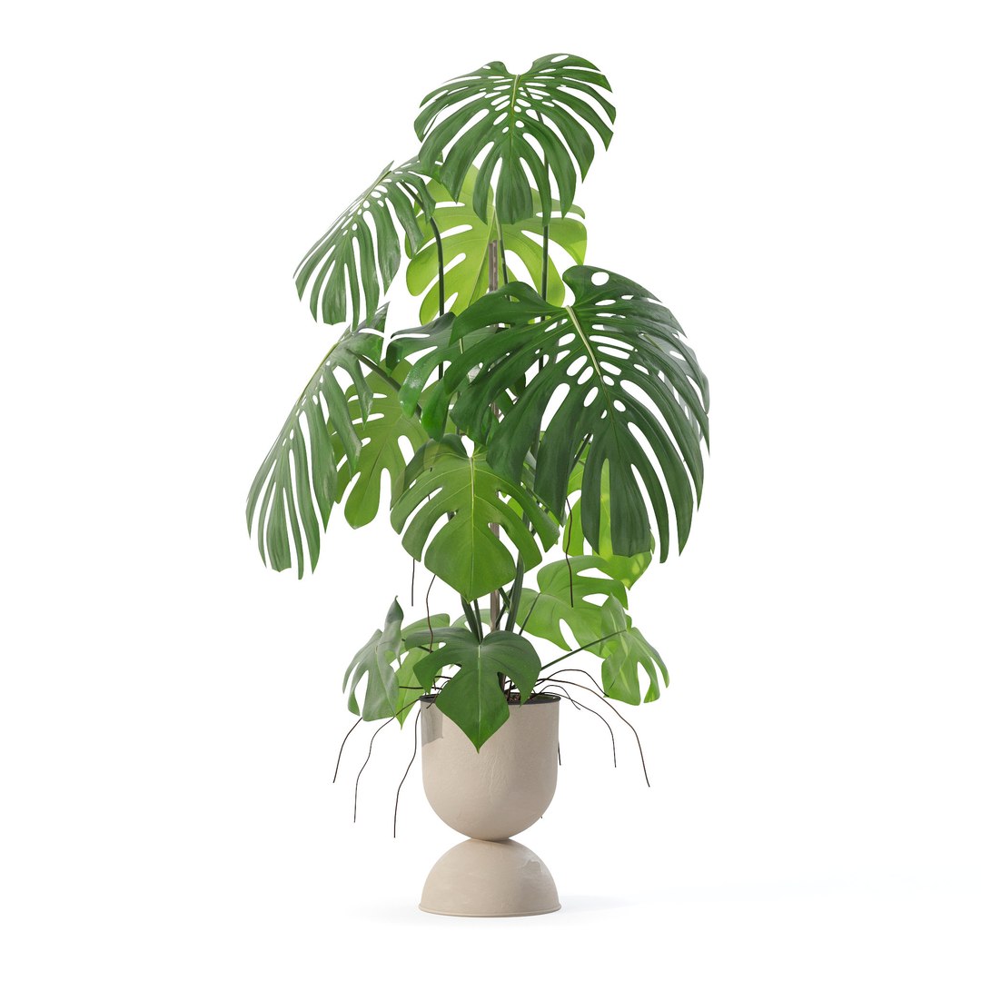 3D Monstera In Rattan Flower Pot Model - TurboSquid 2186521