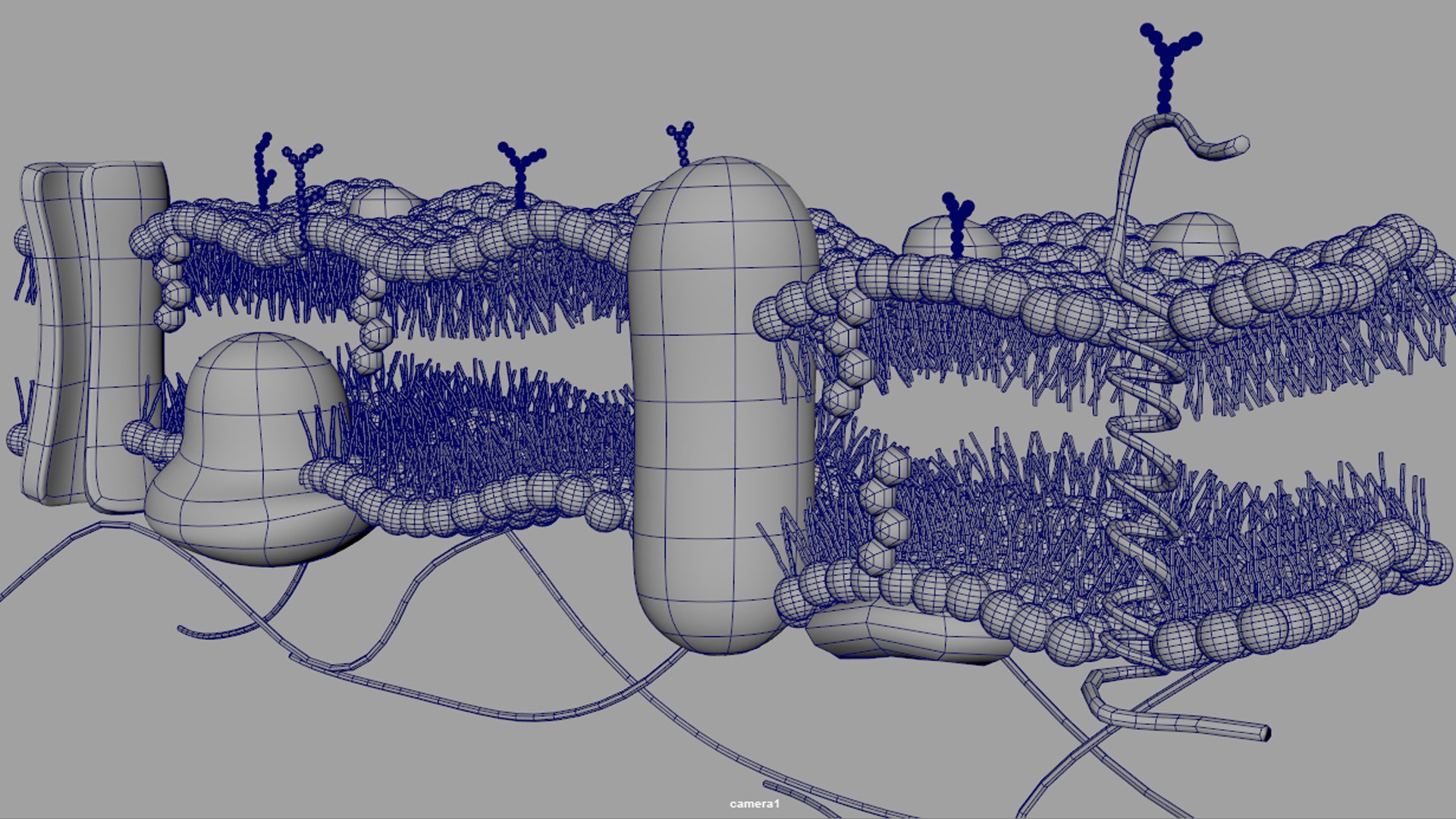 Cytoplasm Animated 3D Model - TurboSquid 1715762