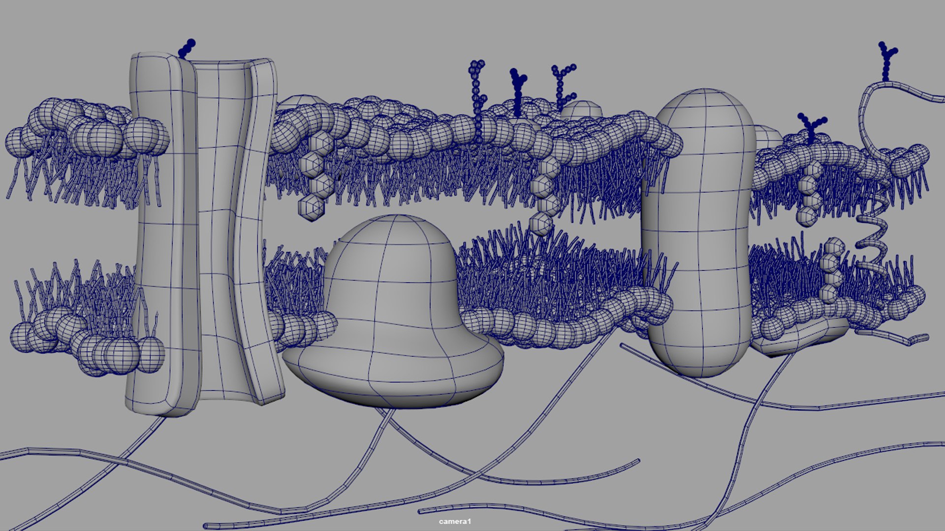 Cytoplasm Animated 3D Model - TurboSquid 1715762