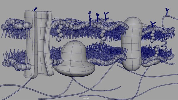 Cytoplasm Animated 3D model - TurboSquid 1715762