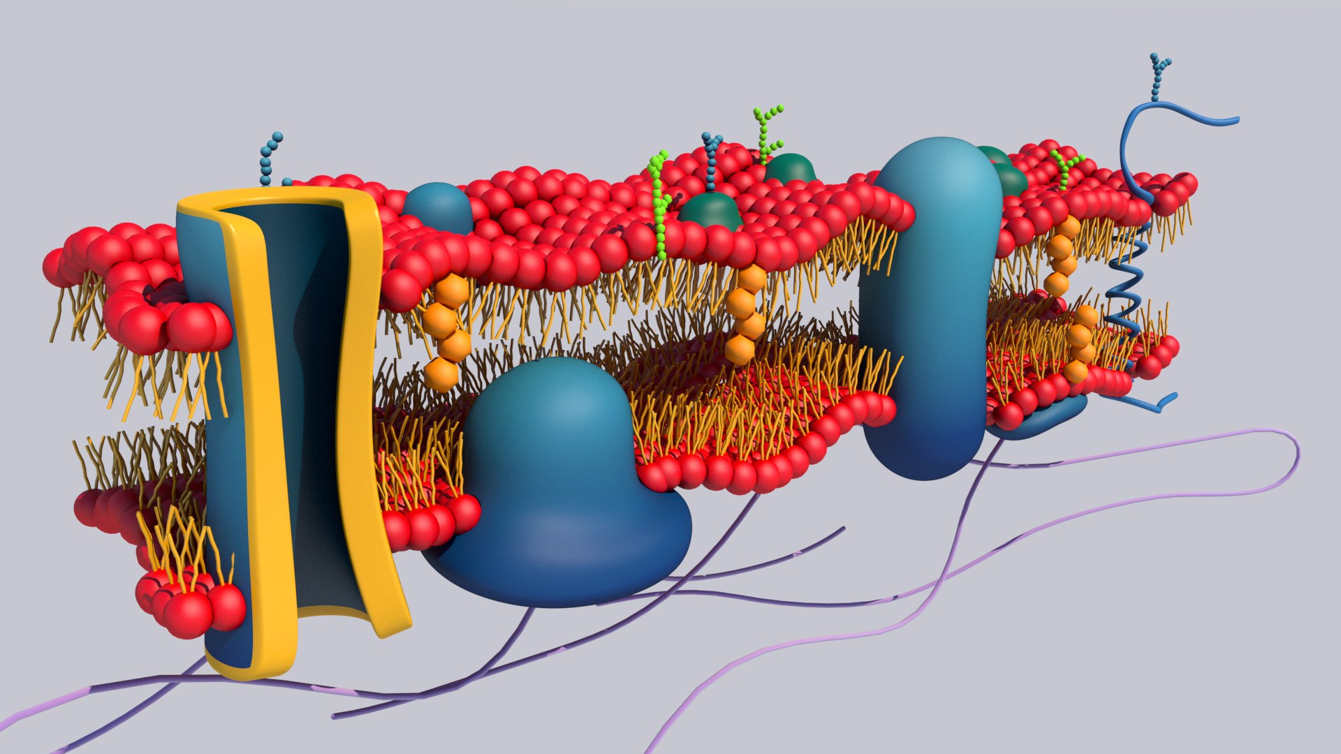 Cytoplasm Animated 3D Model - TurboSquid 1715762