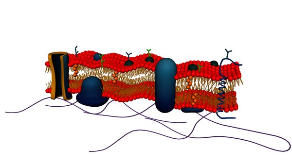 Cytoplasm Animated 3D model - TurboSquid 1715762