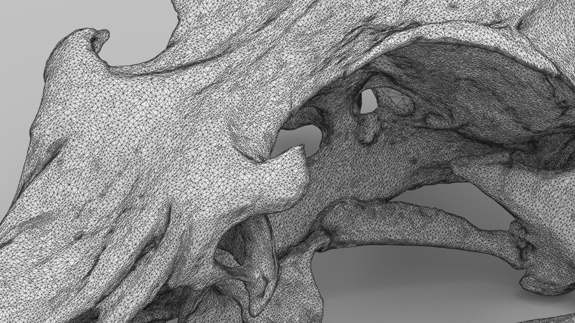Seagull Skull 3D Model - TurboSquid 1959934
