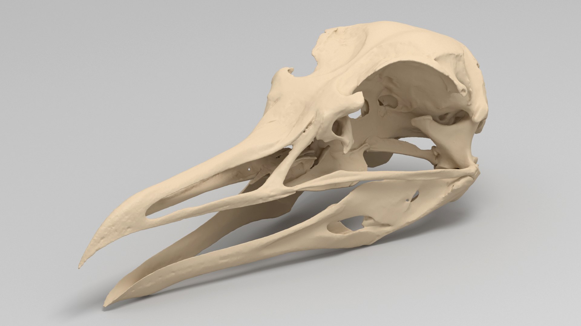 modelo 3d Seagull skull - TurboSquid 1959934