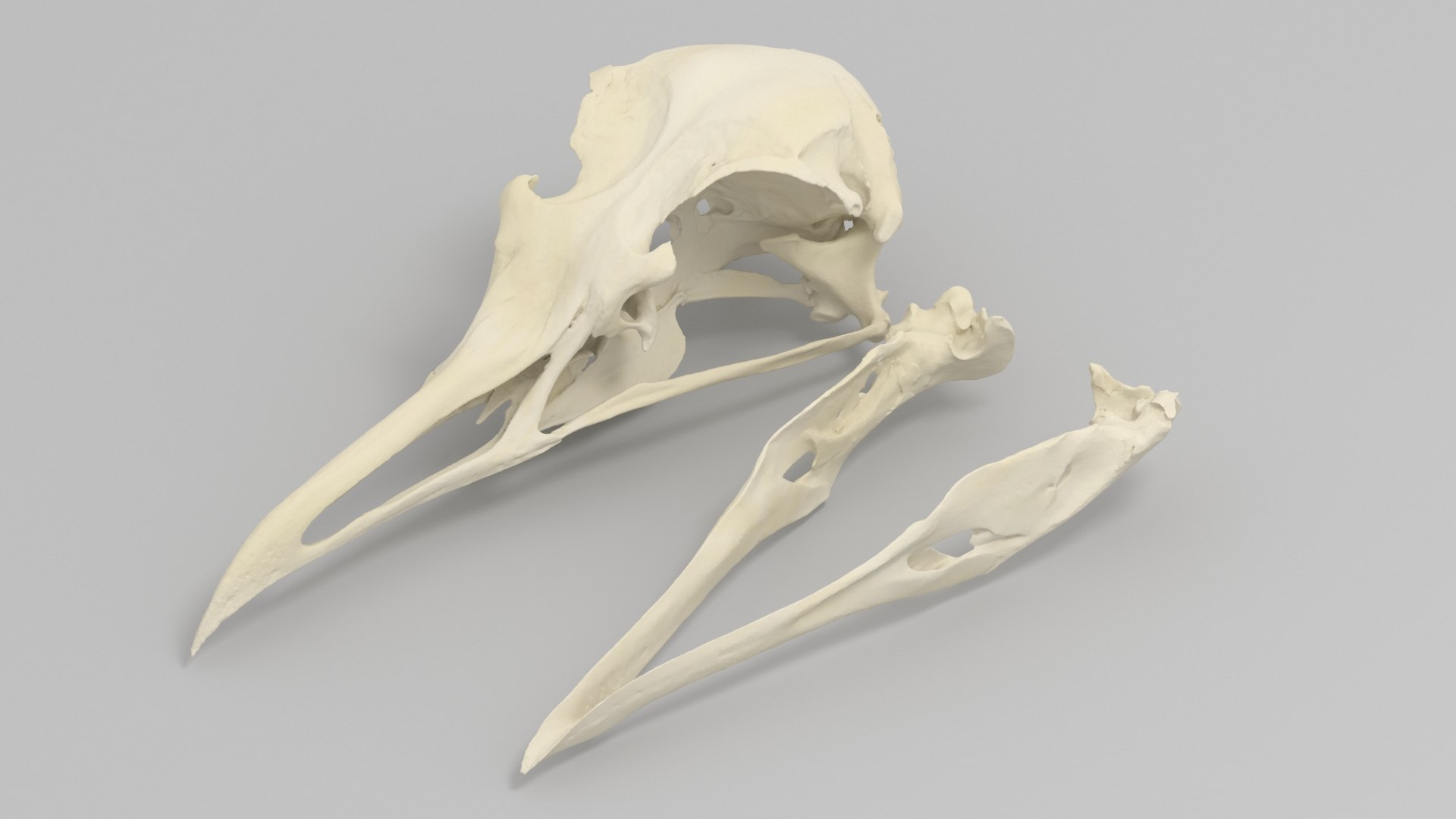 Seagull Skull 3D Model - TurboSquid 1959934