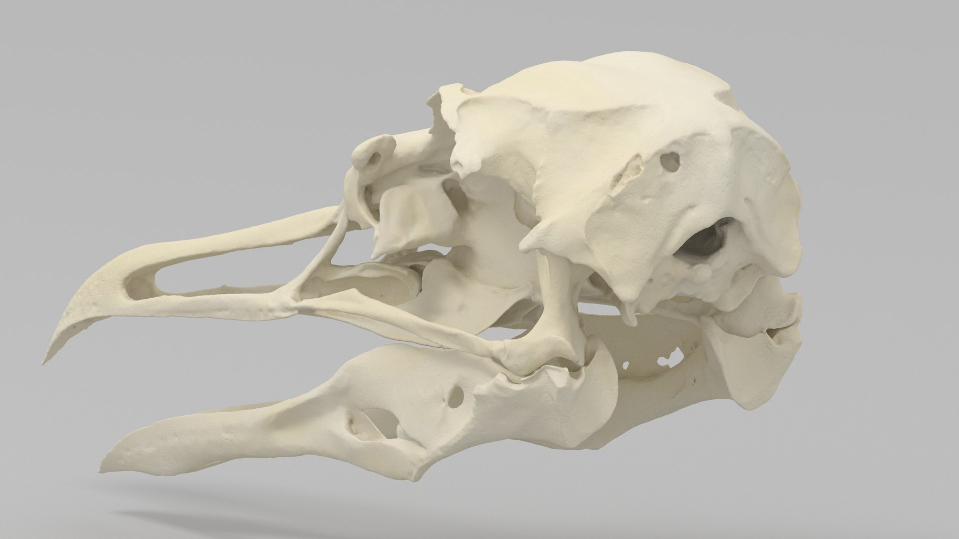 Seagull Skull 3D Model - TurboSquid 1959934