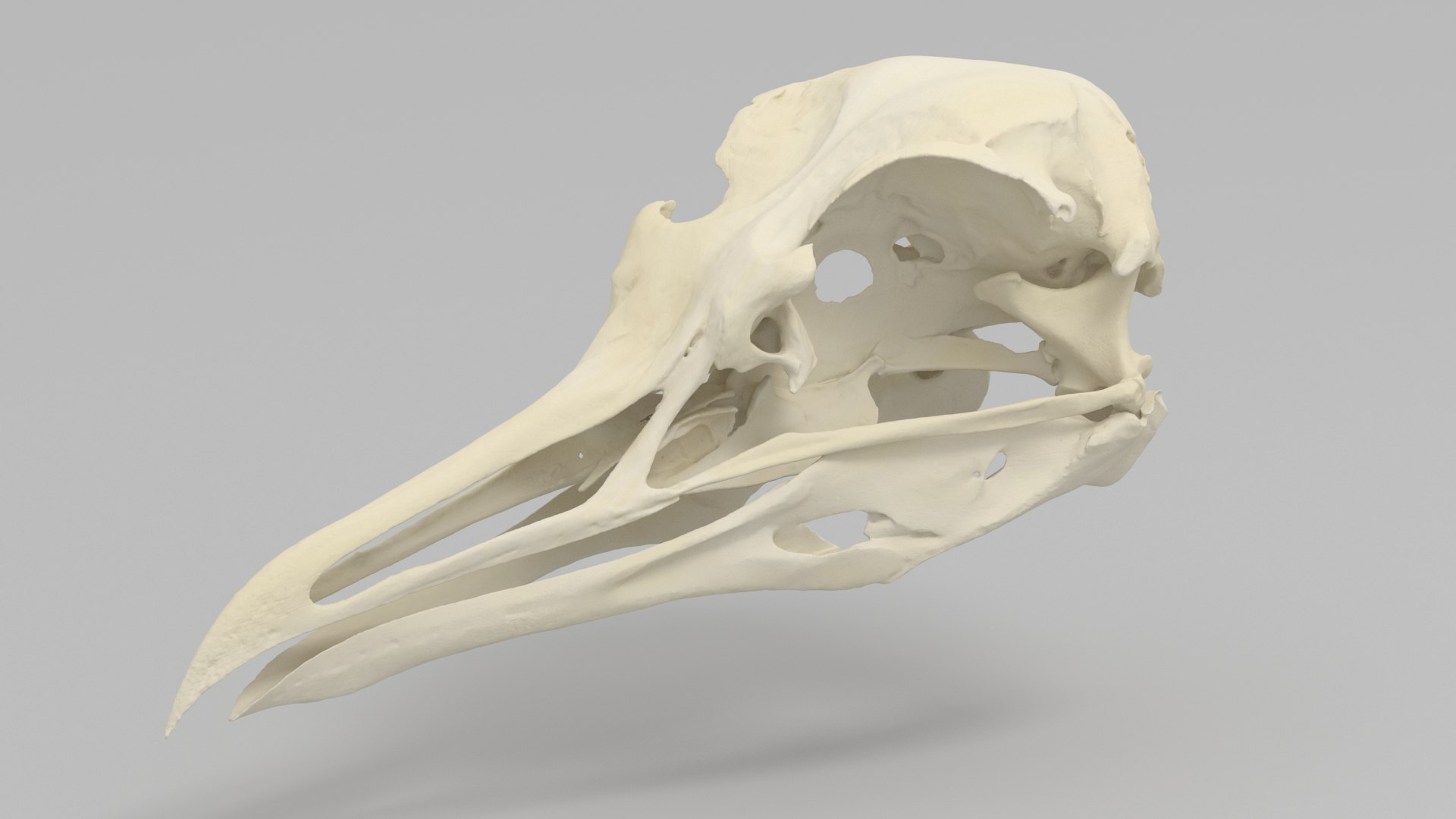 Seagull Skull 3D Model - TurboSquid 1959934