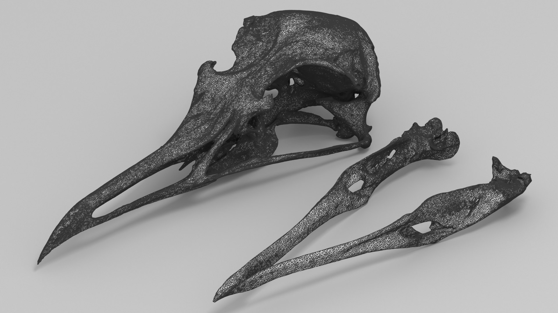 Seagull Skull 3D Model - TurboSquid 1959934