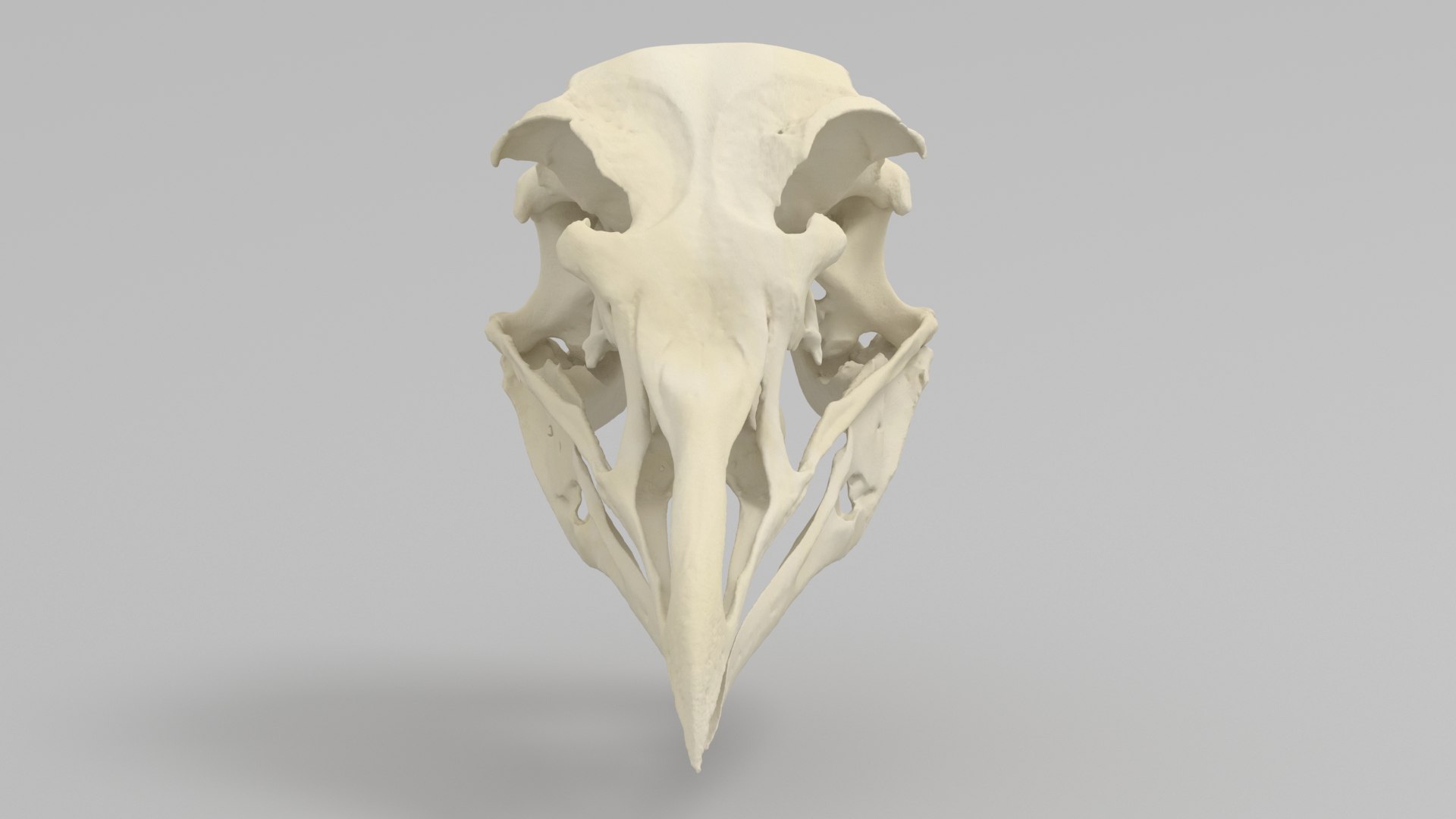 Seagull Skull 3D Model - TurboSquid 1959934
