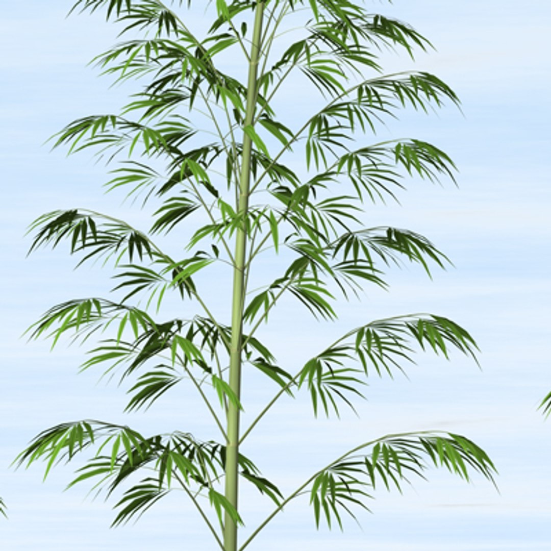 Cinema4d Bamboo Plants