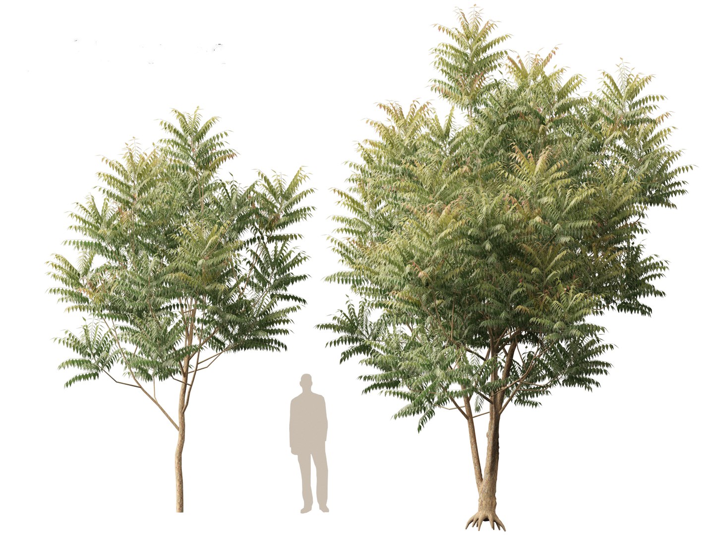 HighPolyLowPoly Azadirachta Indica - Neem Tree 3D Model - TurboSquid ...