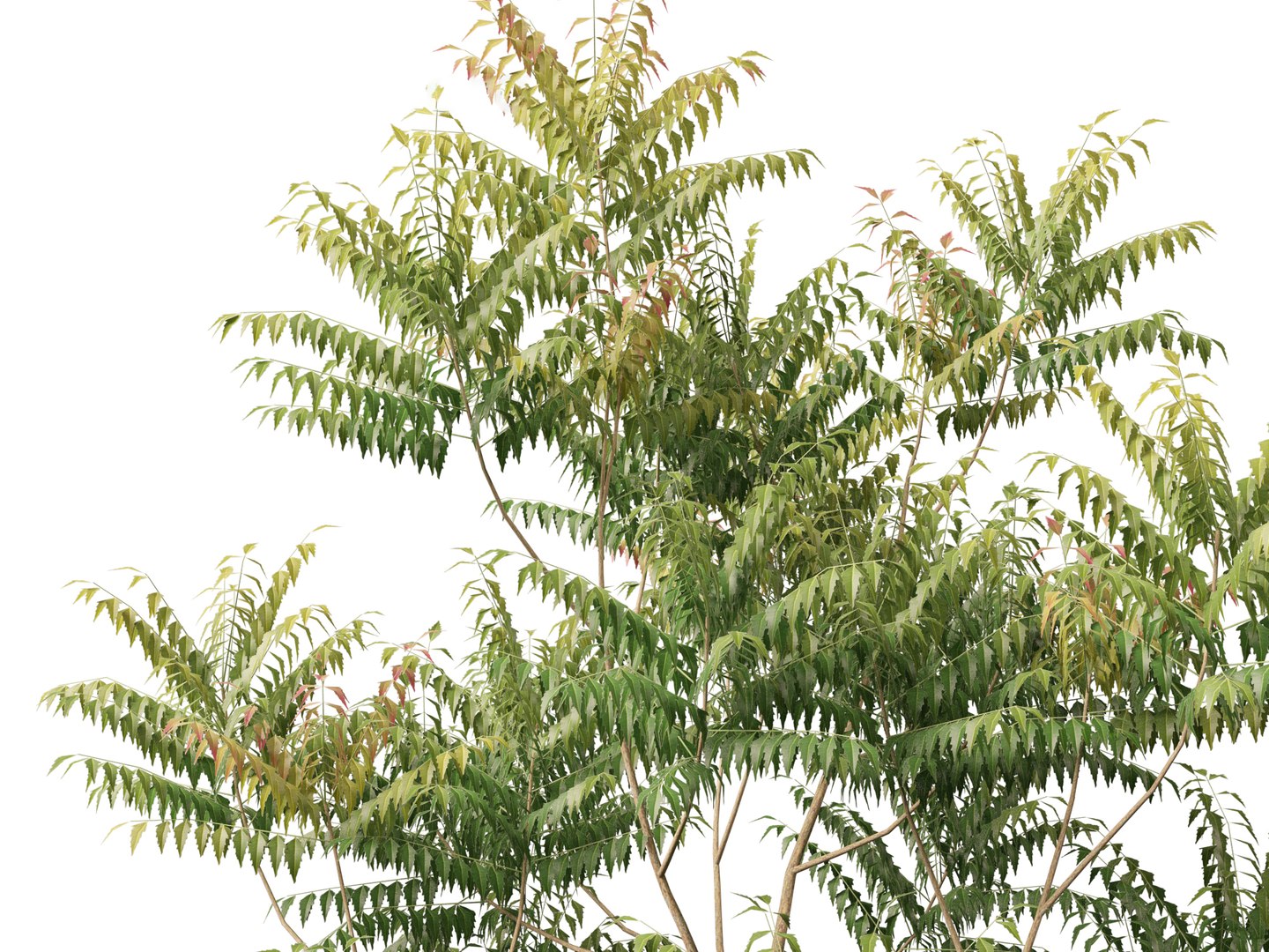 HighPolyLowPoly Azadirachta Indica - Neem Tree 3D Model - TurboSquid ...