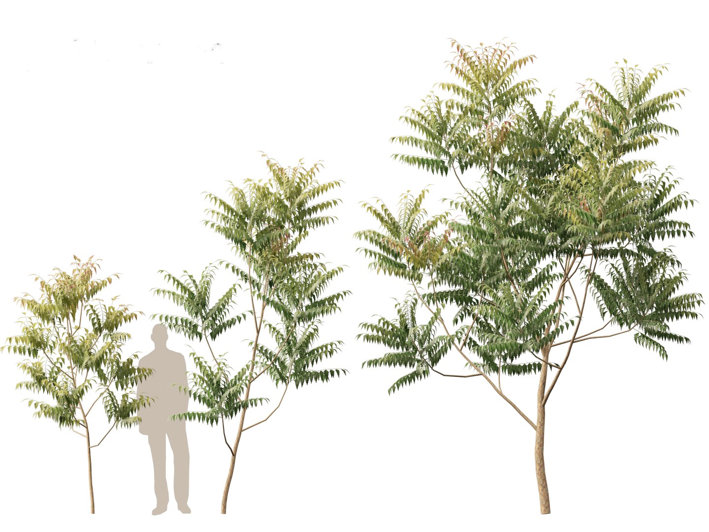 HighPolyLowPoly Azadirachta Indica - Neem Tree 3D Model - TurboSquid ...