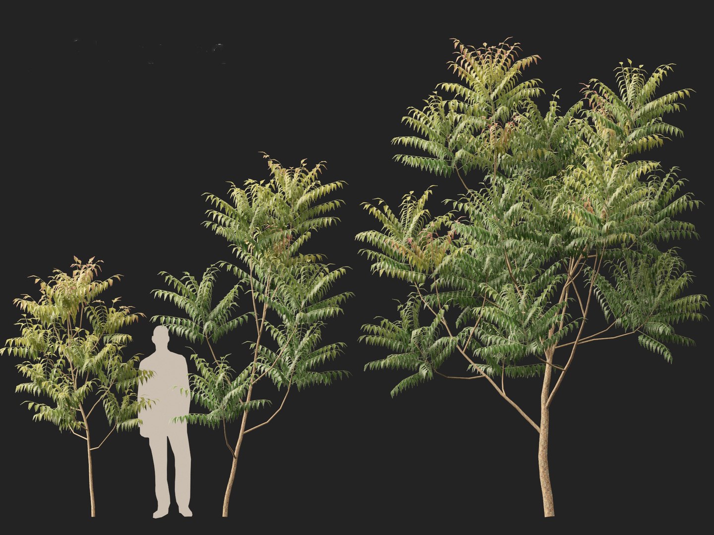 HighPolyLowPoly Azadirachta Indica - Neem Tree 3D Model - TurboSquid ...