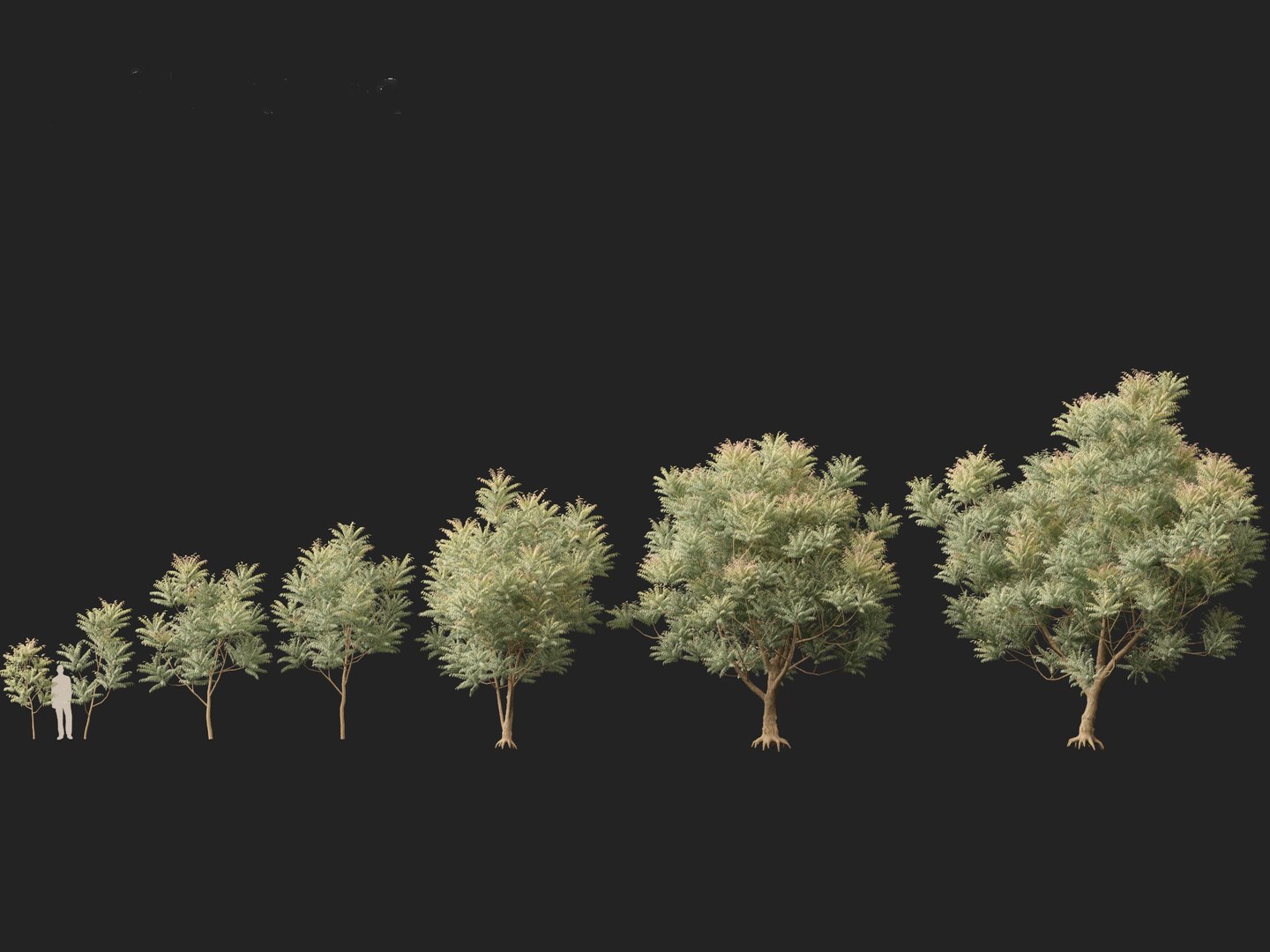 HighPolyLowPoly Azadirachta Indica - Neem Tree 3D Model - TurboSquid ...