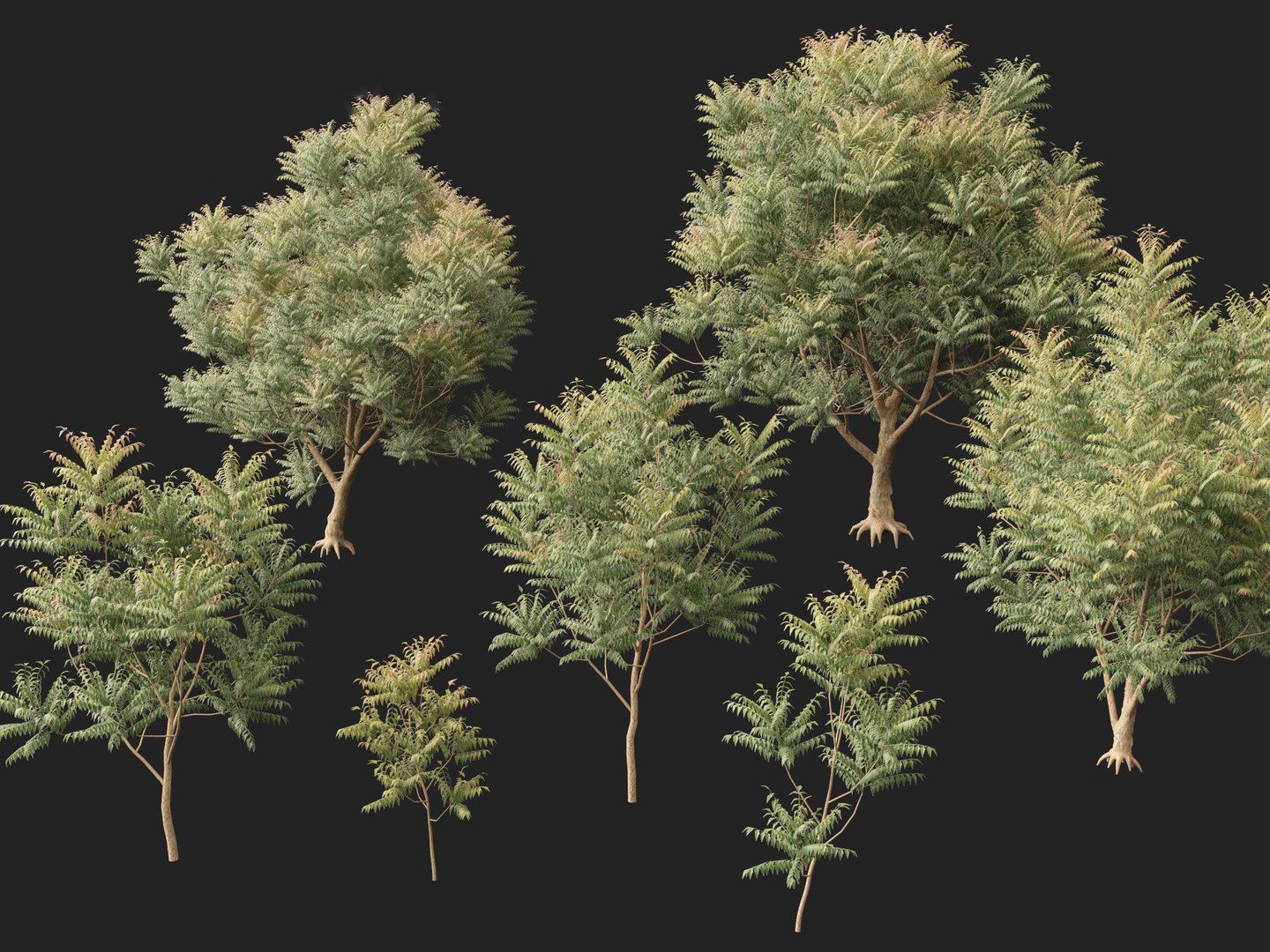 HighPolyLowPoly Azadirachta Indica - Neem Tree 3D Model - TurboSquid ...