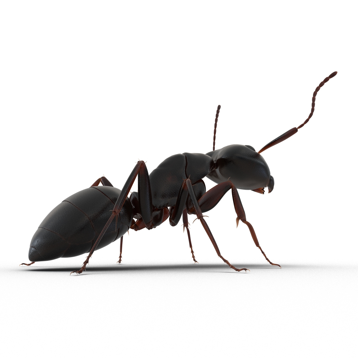 3d model black ant pose 2