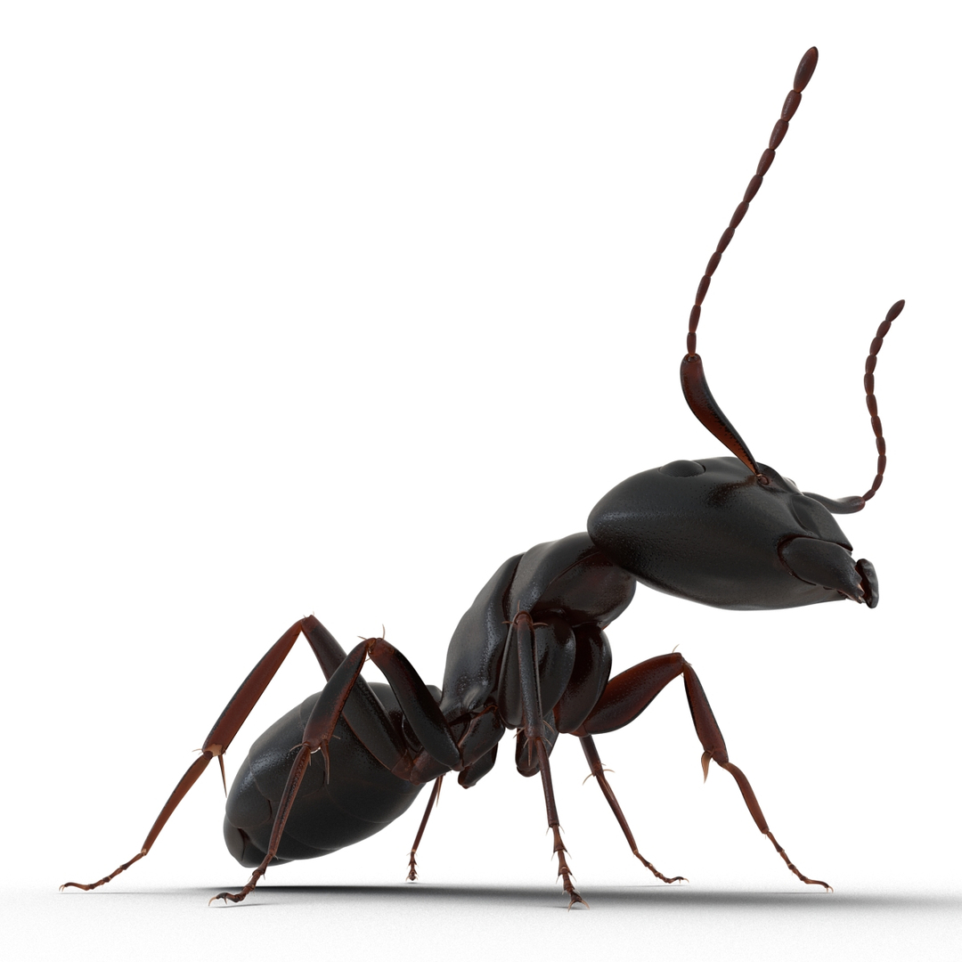 3d model black ant pose 2