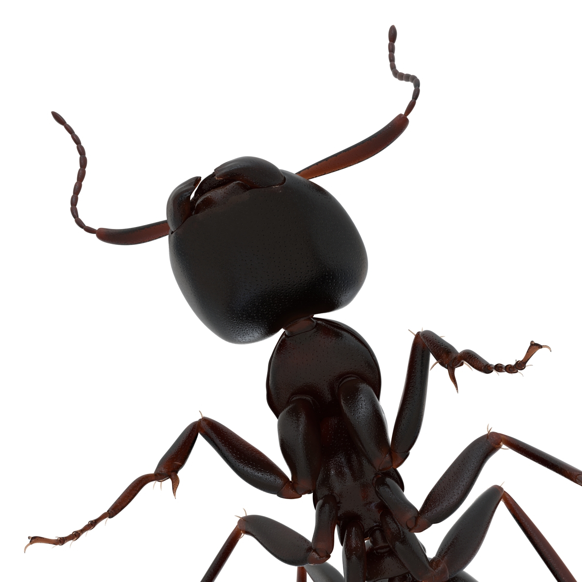 3d model black ant pose 2