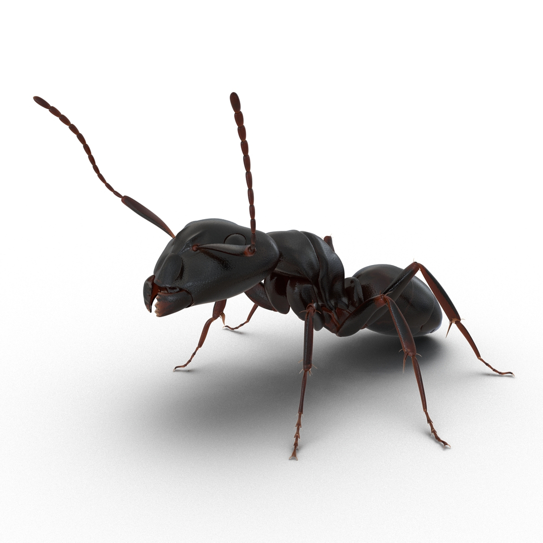 3d model black ant pose 2
