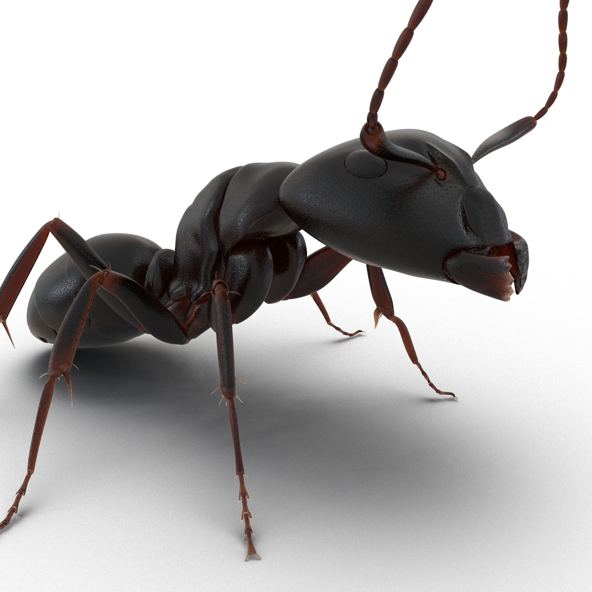 3d model black ant pose 2