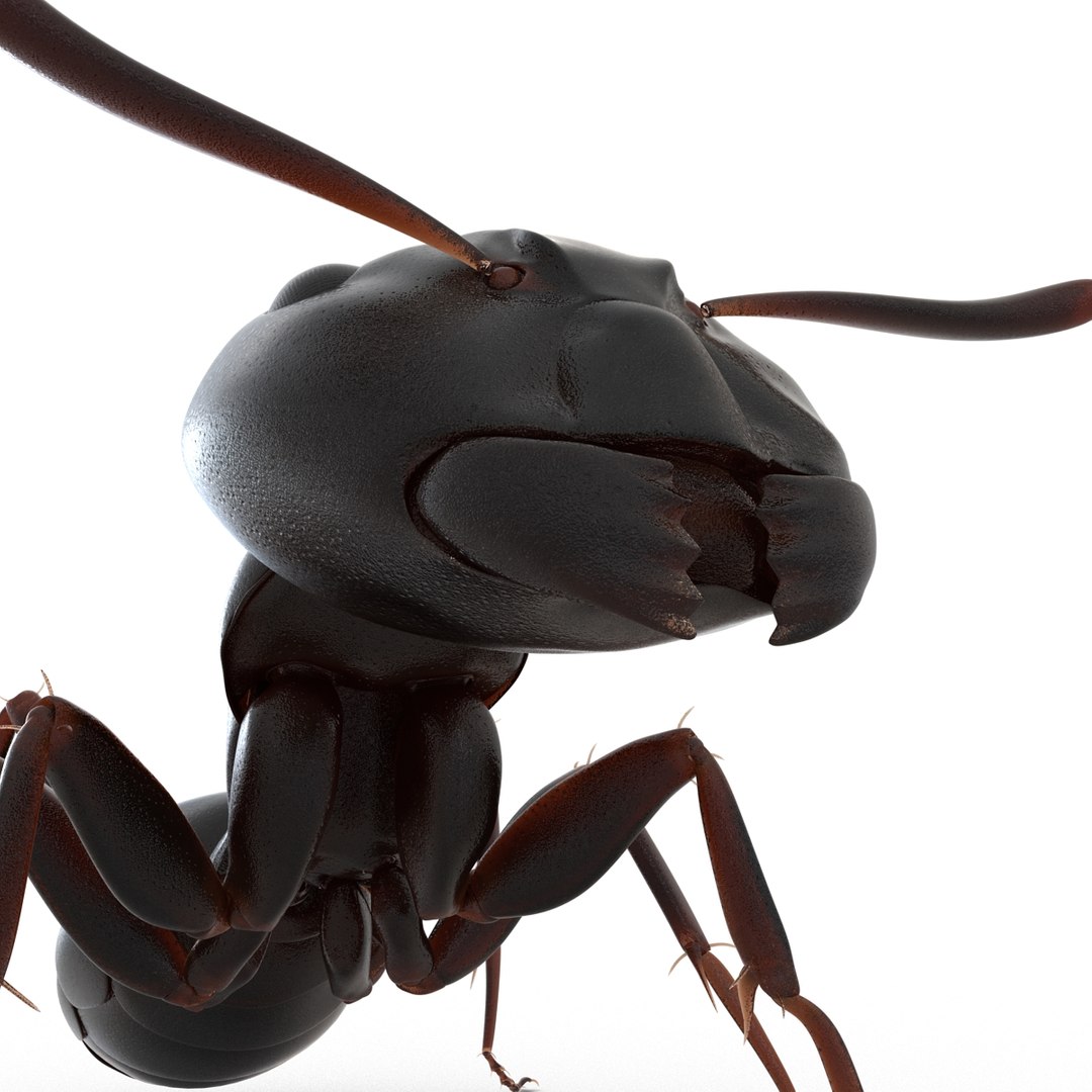 3d model black ant pose 2