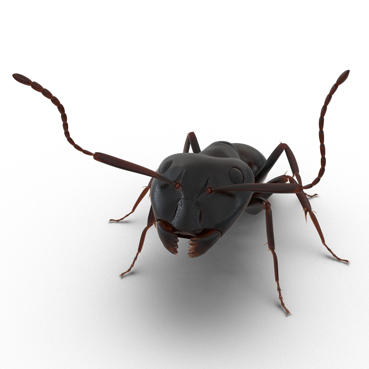 3d model black ant pose 2