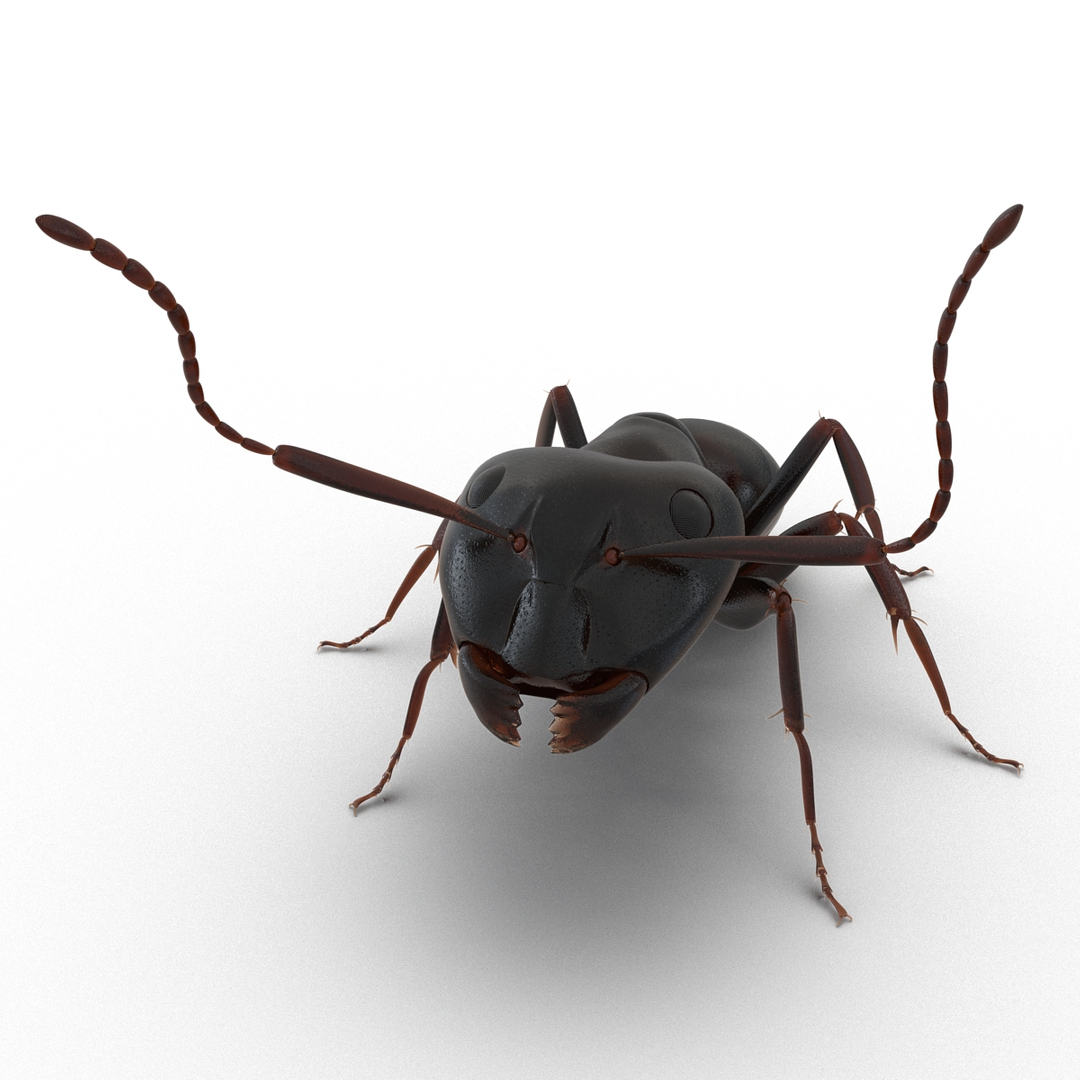 3d model black ant pose 2