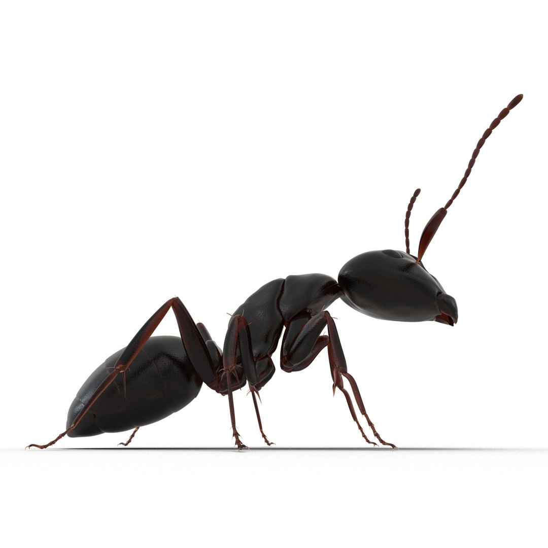 3d model black ant pose 2