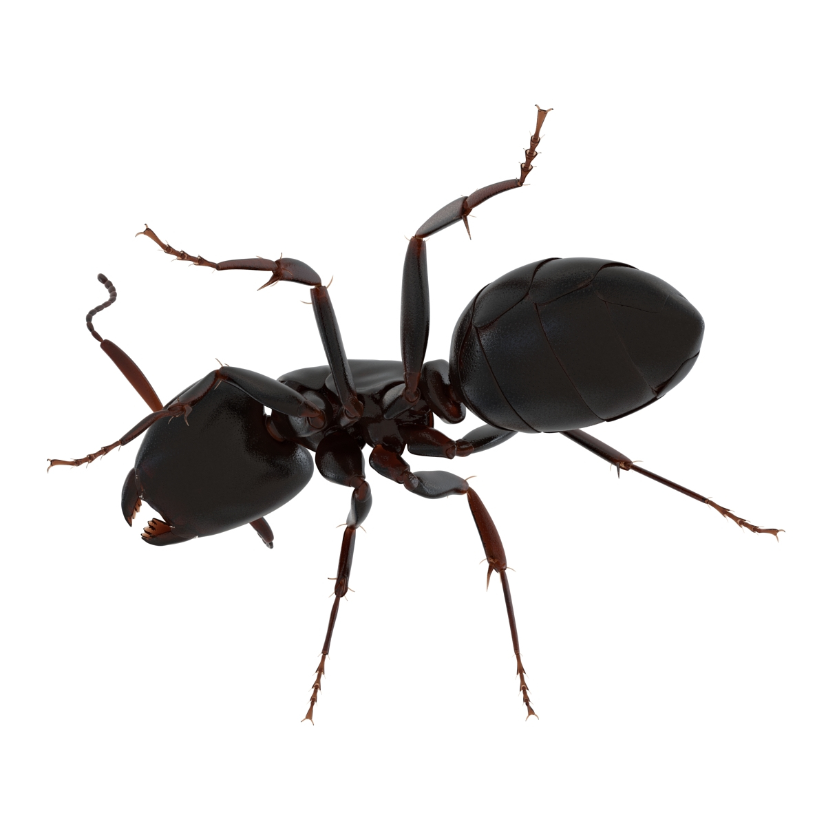 3d model black ant pose 2