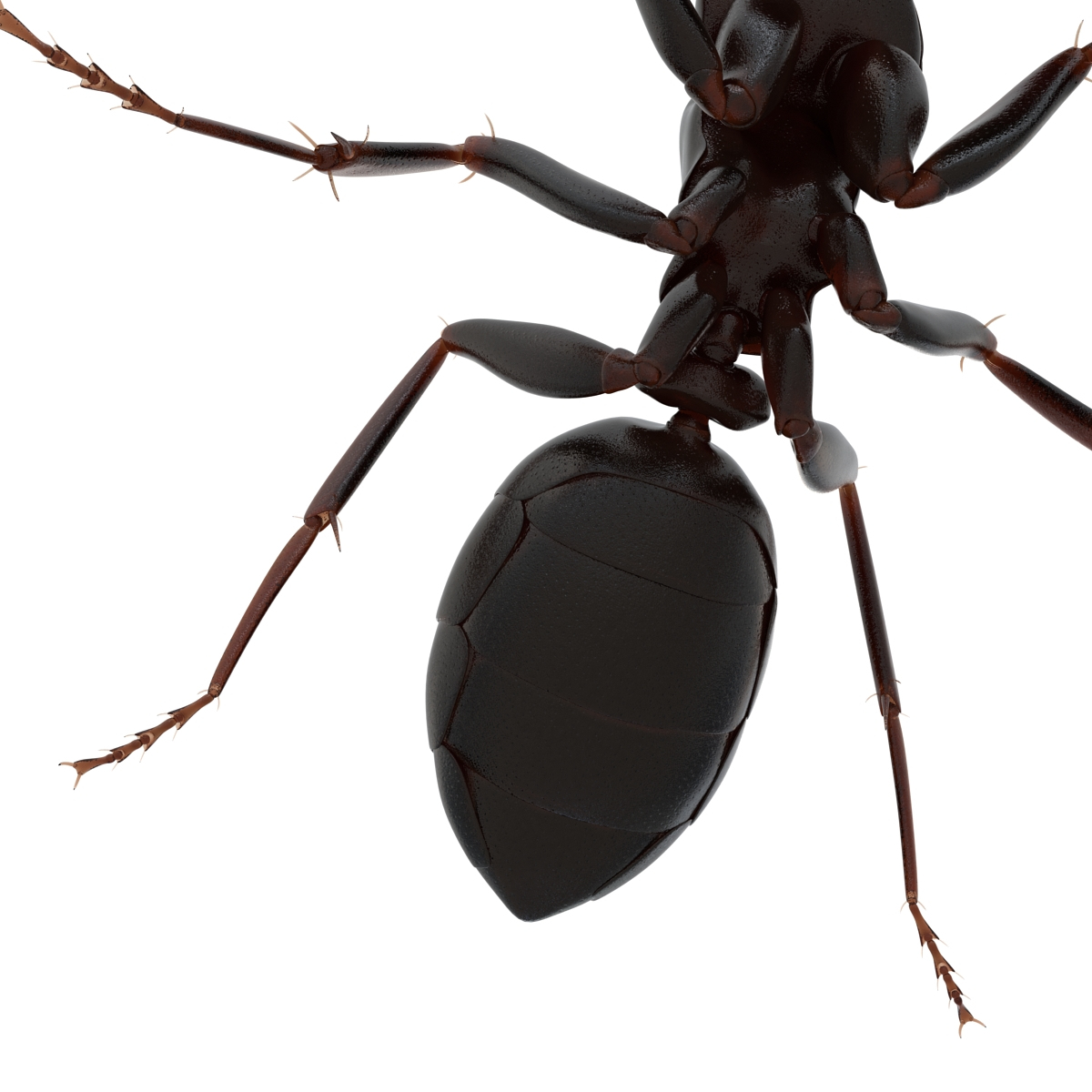 3d model black ant pose 2