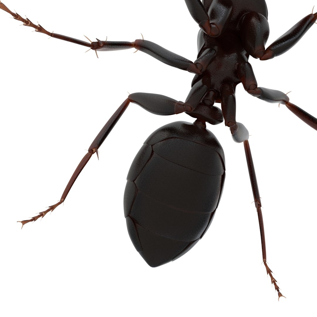3d model black ant pose 2