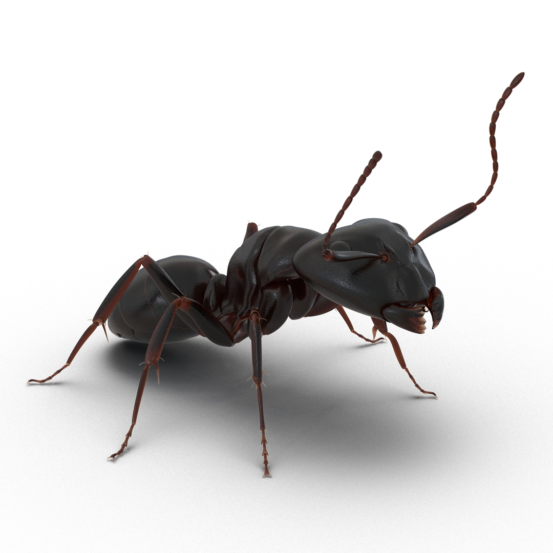 3d model black ant pose 2