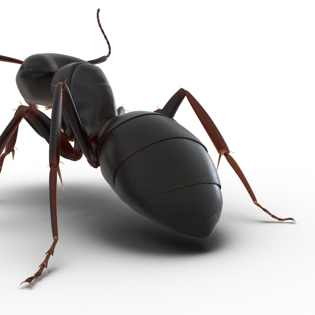 3d model black ant pose 2
