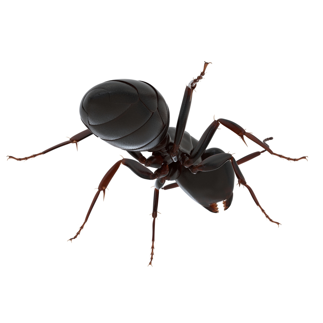 3d model black ant pose 2