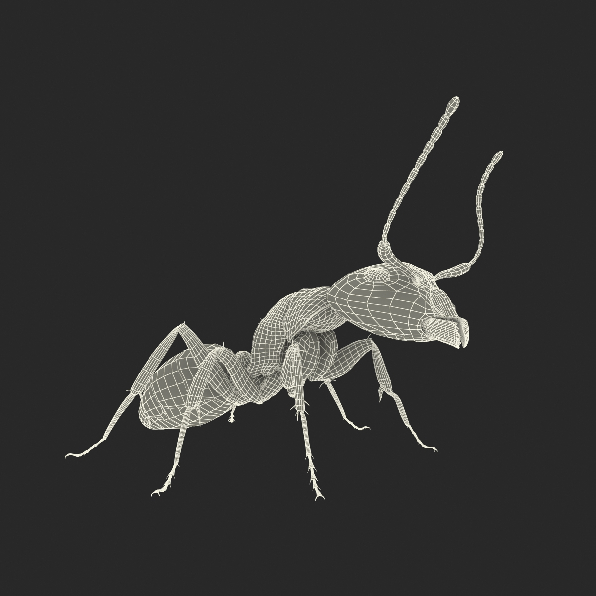 3d model black ant pose 2