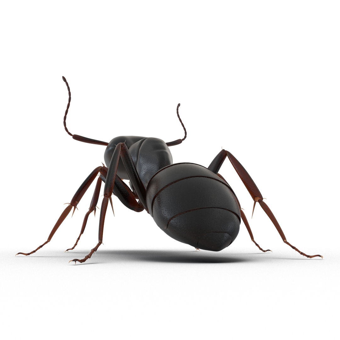 3d model black ant pose 2