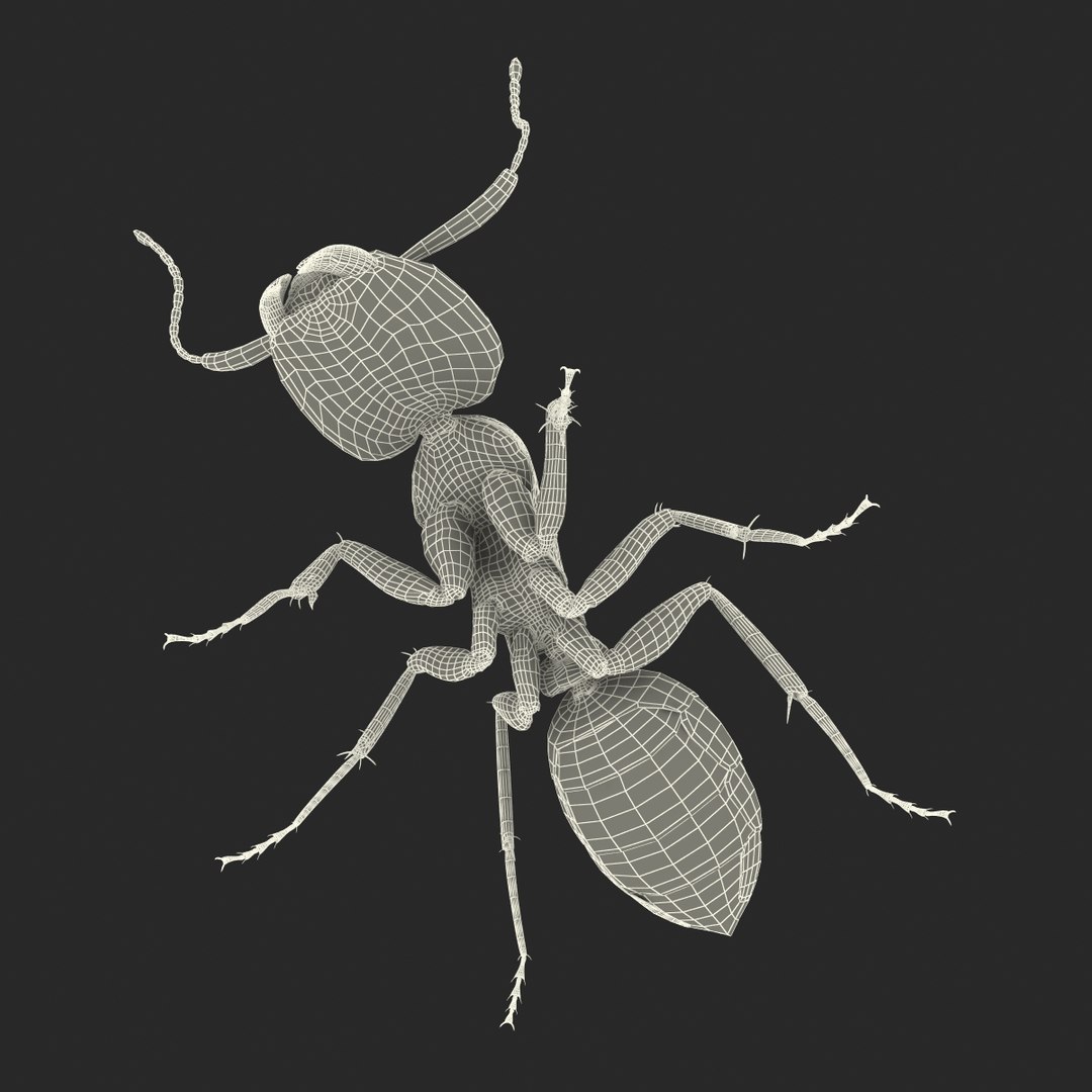 3d model black ant pose 2