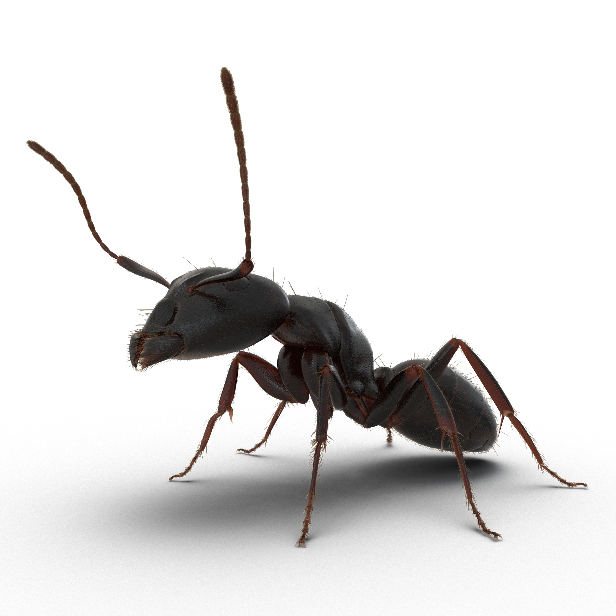 3d model black ant pose 2