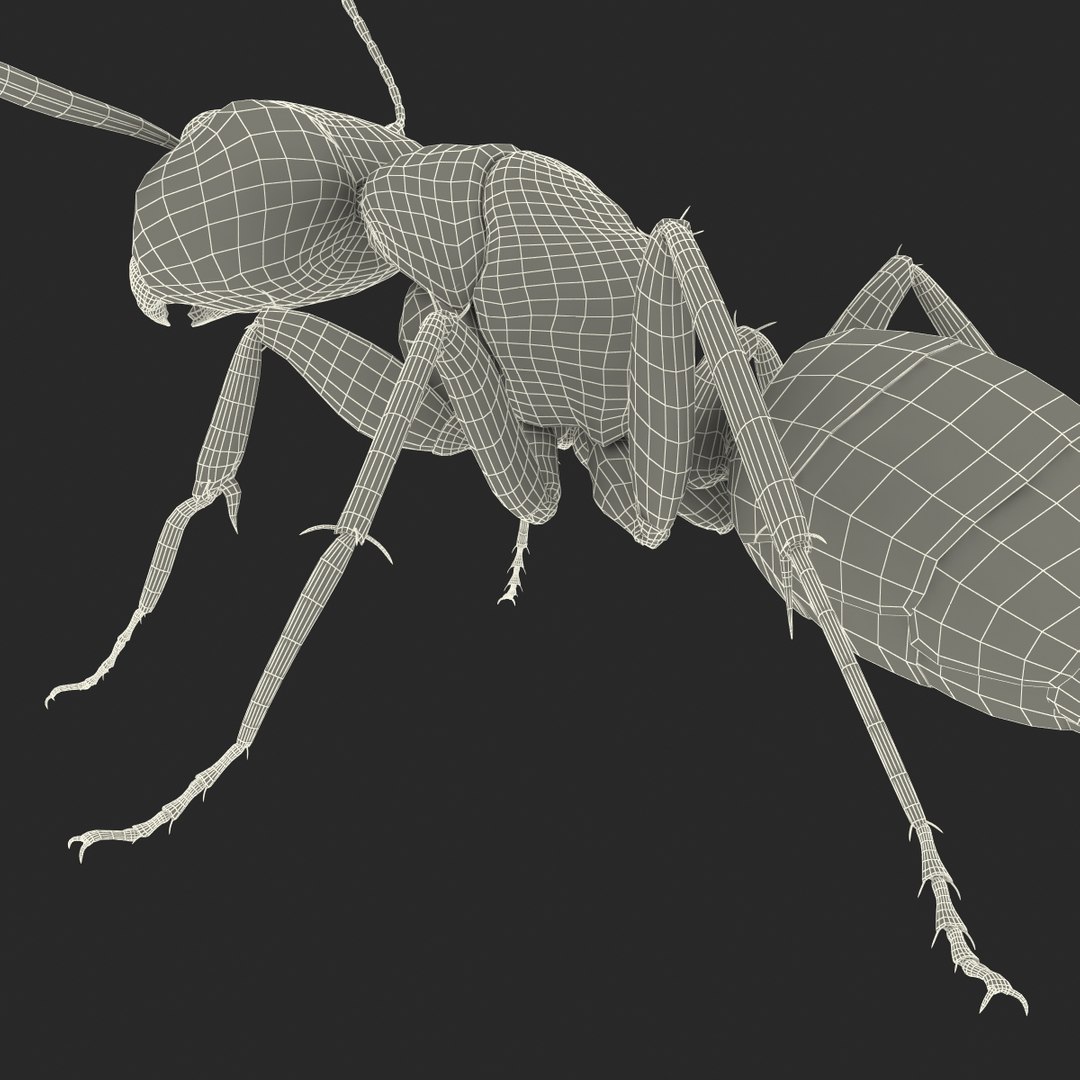 3d model black ant pose 2