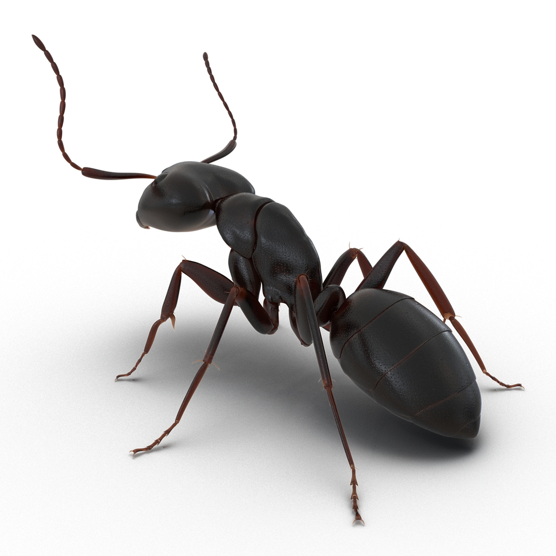 3d model black ant pose 2