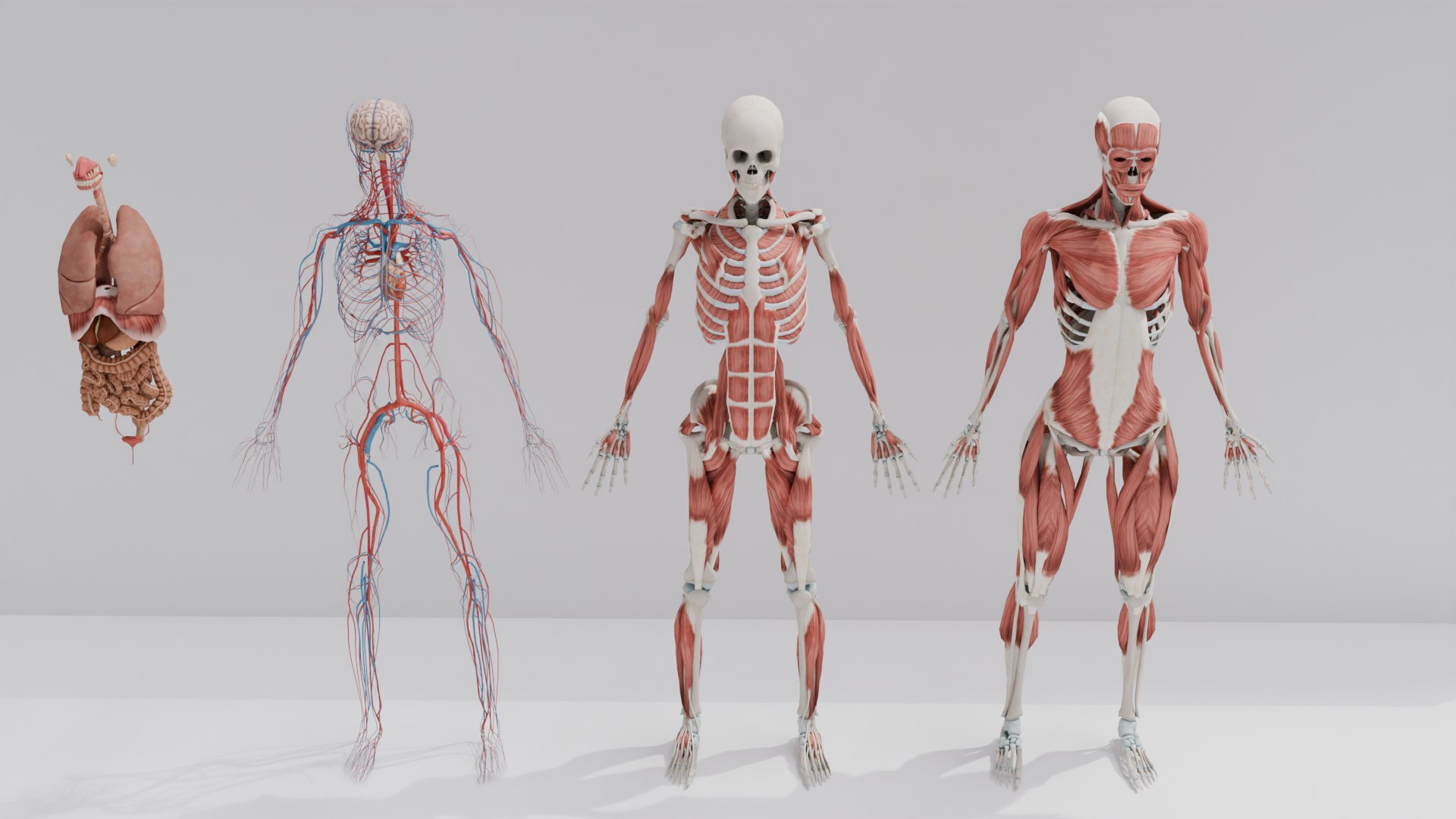 3D Model Anatomy 3D Model - TurboSquid 2221853