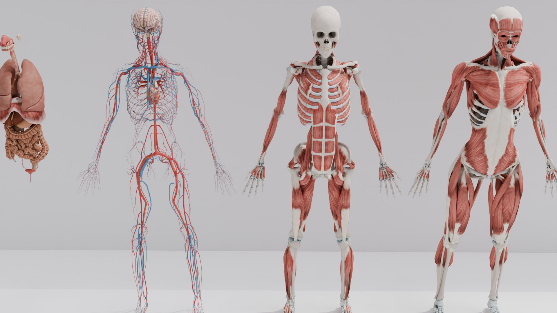 3D Model Anatomy 3D Model - TurboSquid 2221853