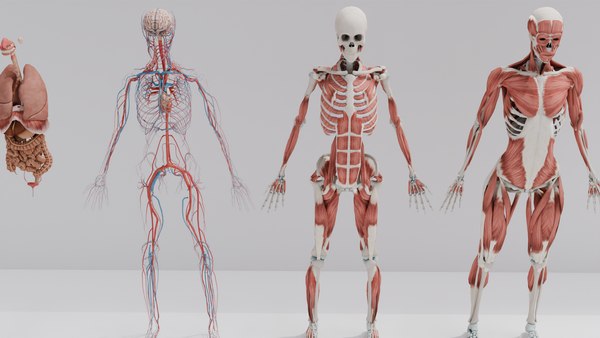 Modelo 3D de anatomia Modelo 3D - TurboSquid 2221853