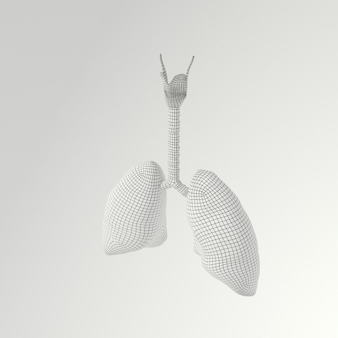 Lung 3d Model