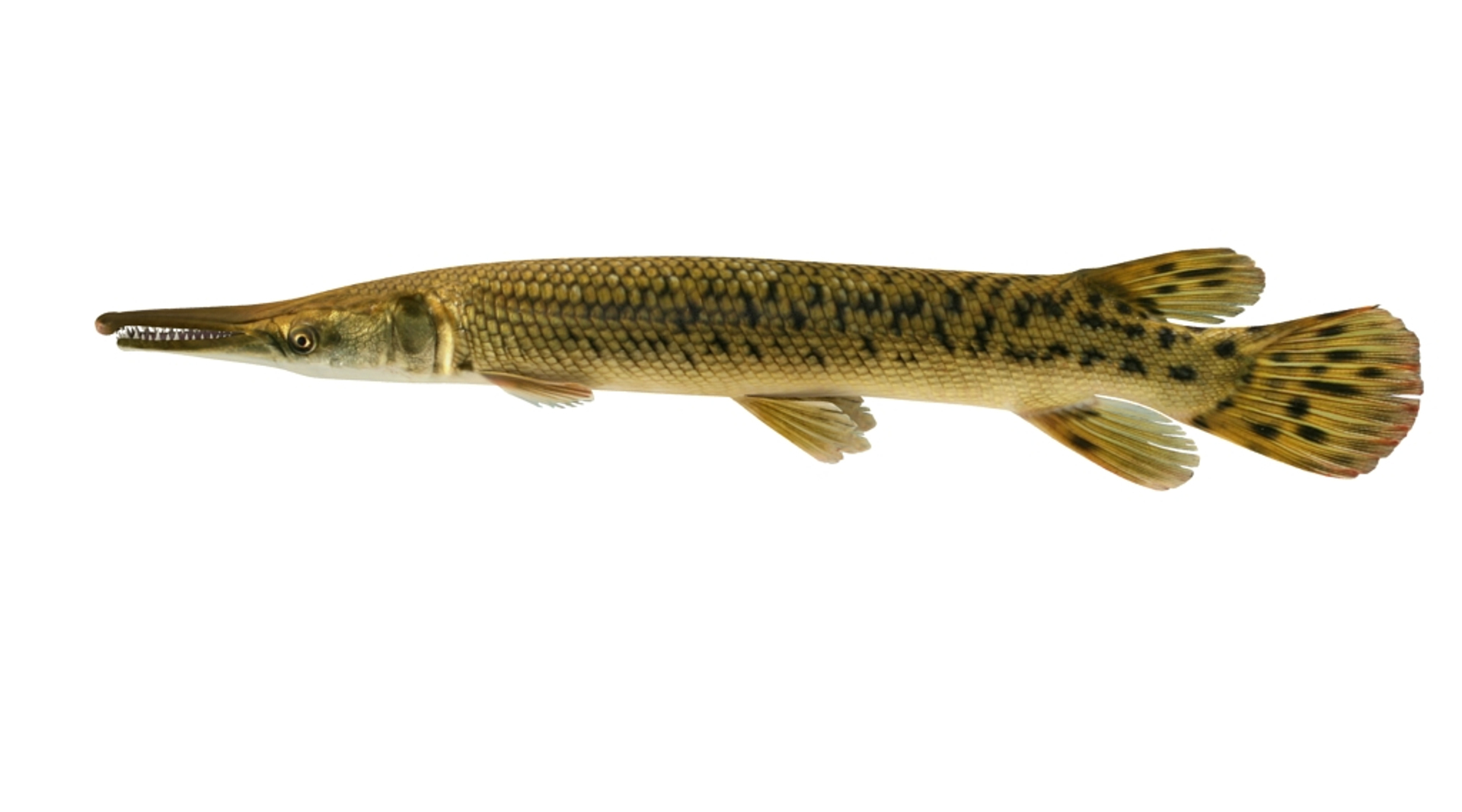 3d Aligator Gar