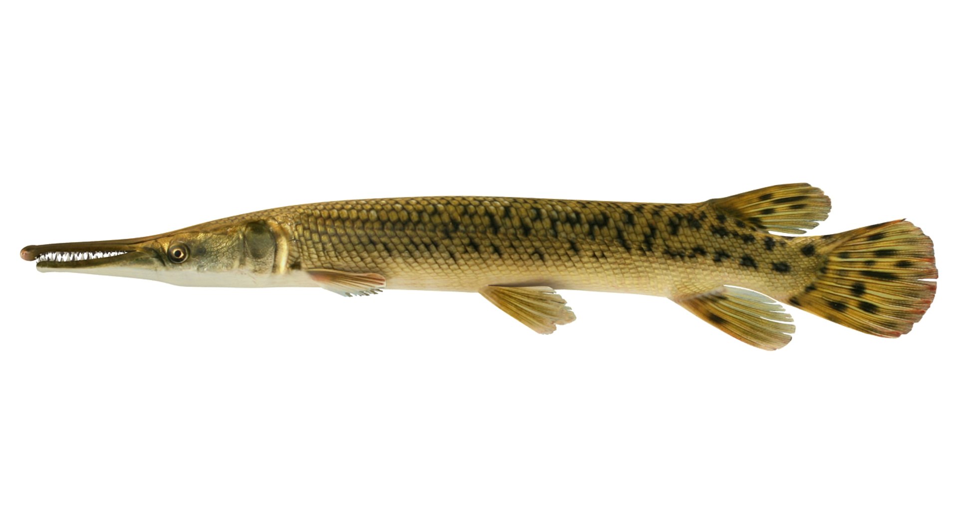 3d Aligator Gar