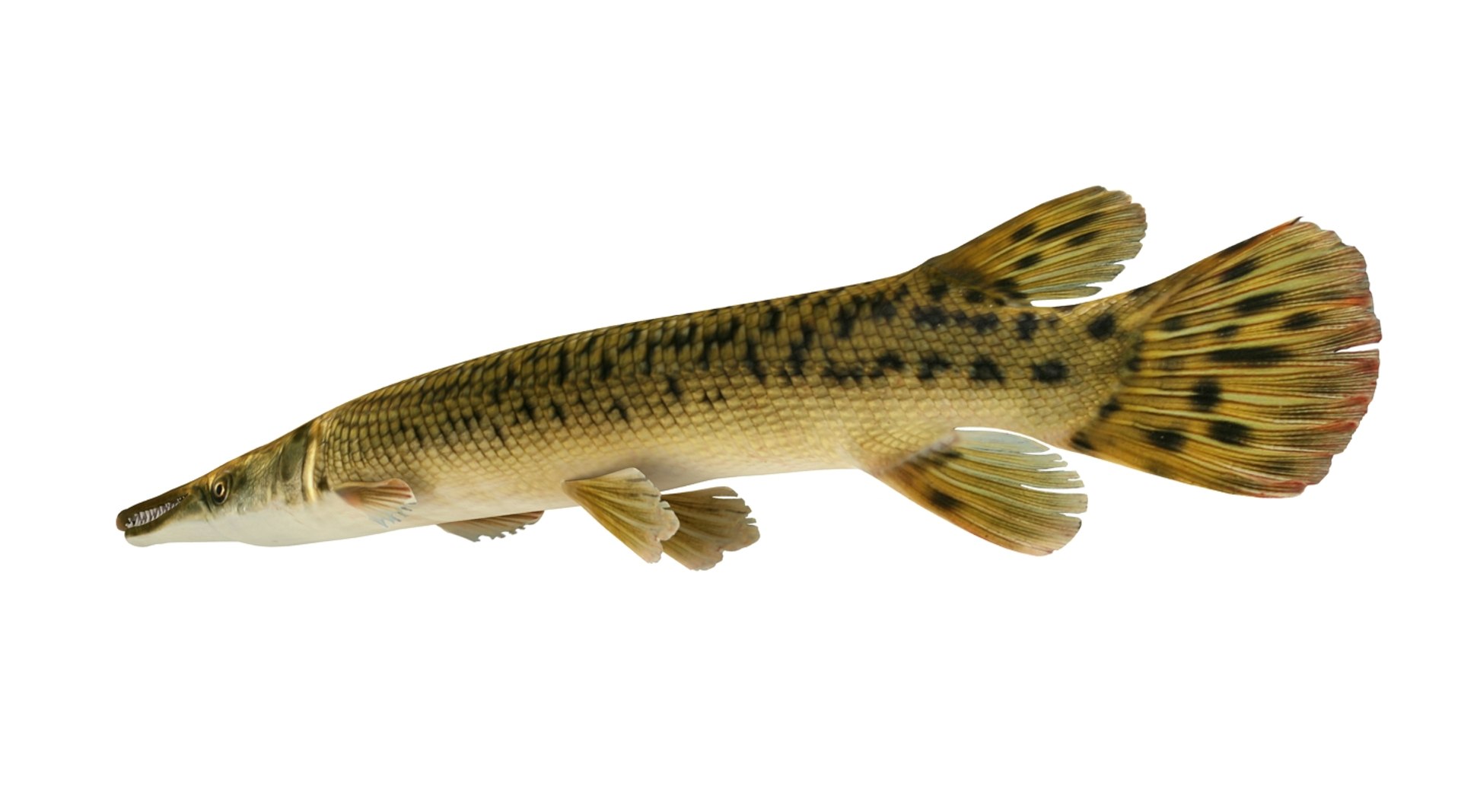 3d Aligator Gar